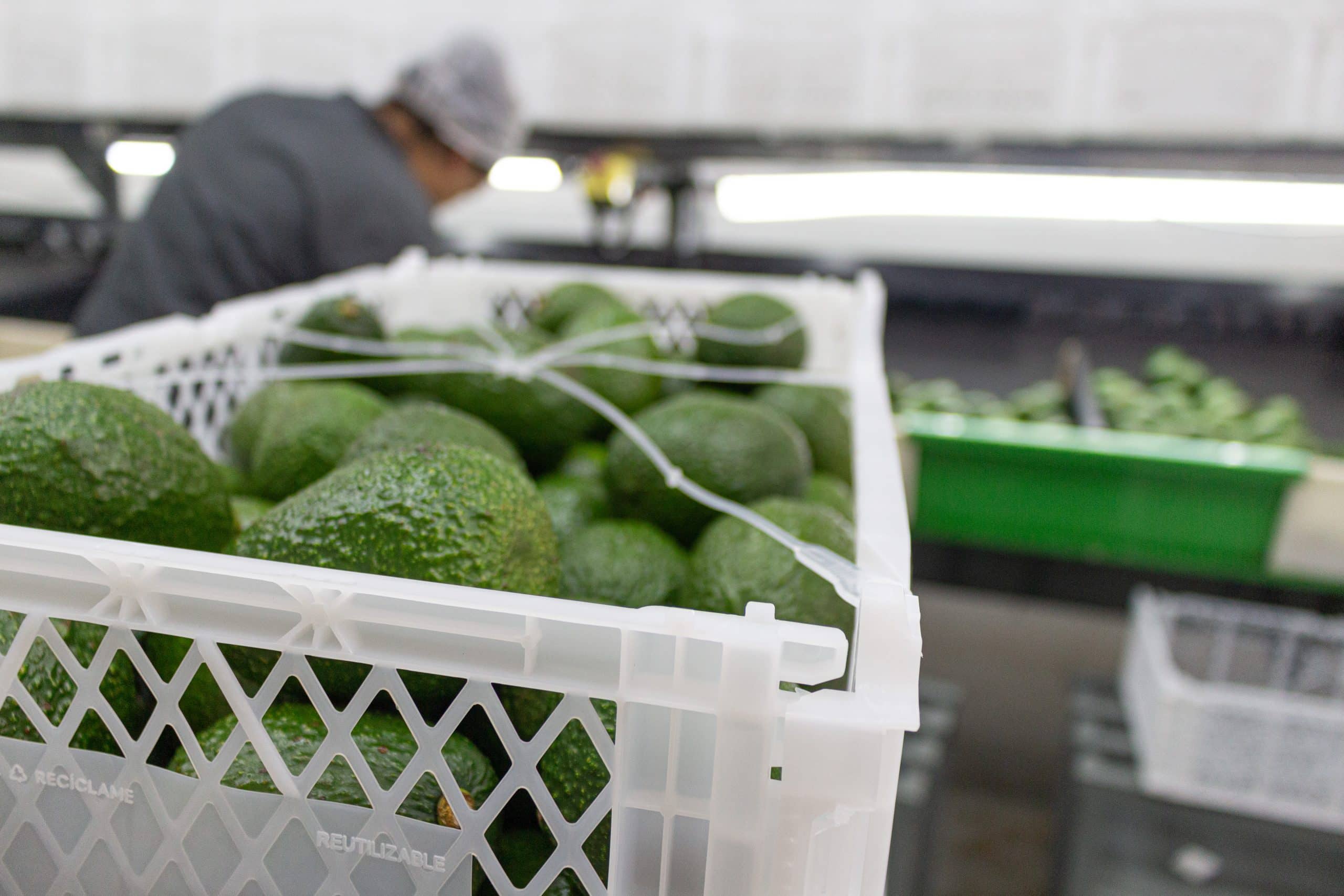Cajas Plásticas para Transporte de Aguacates: Protegiendo y Preservando ...