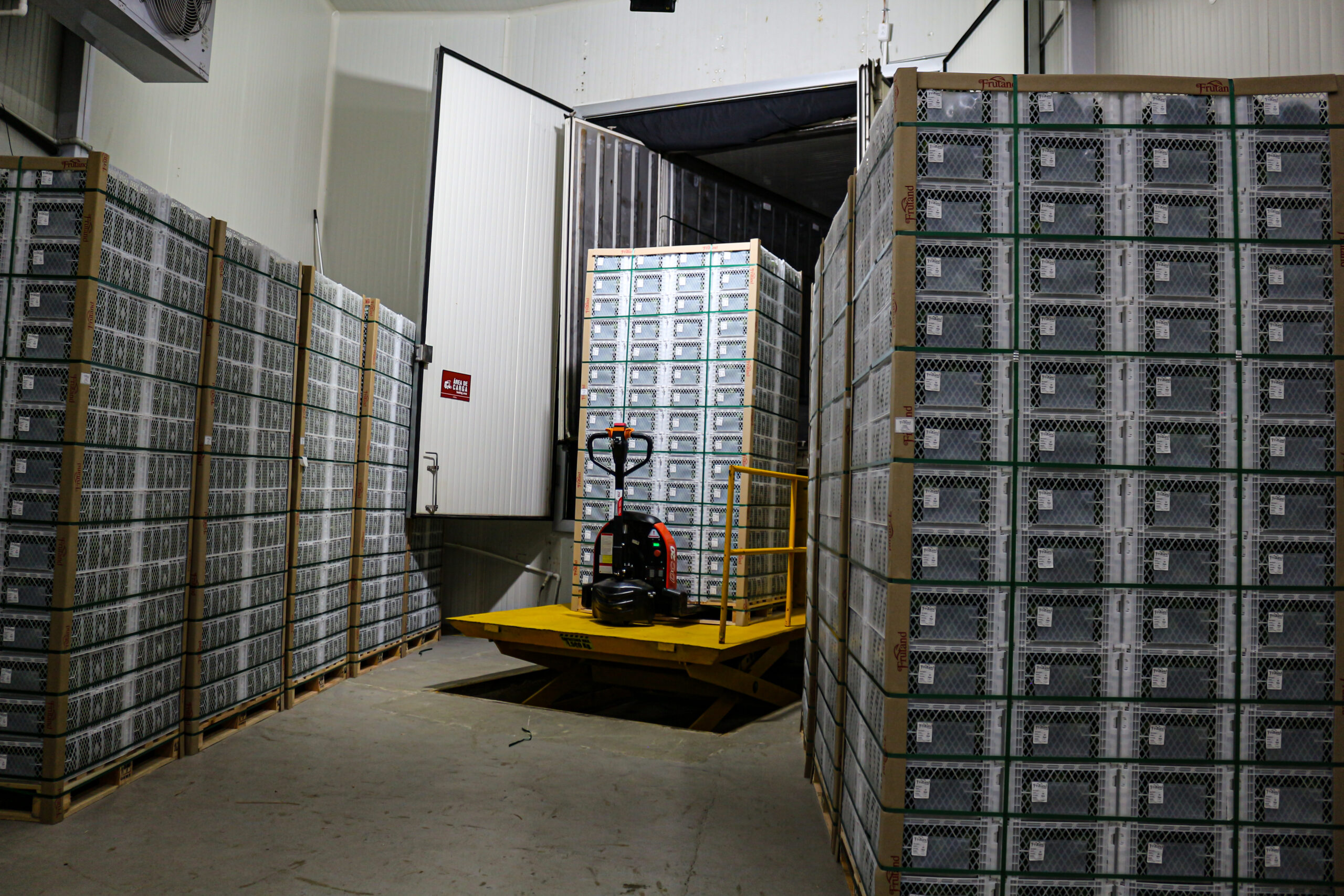 Ojara: Innovación en Exportación de Aguacates con Canastillas Plegables ...